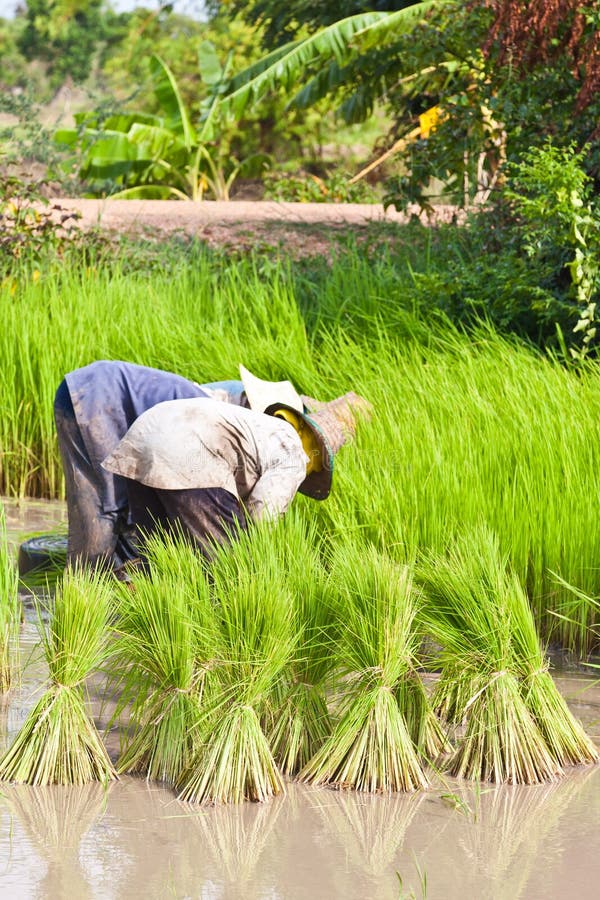 Farmer in rice field stock photo. Image of green, field - 20821322