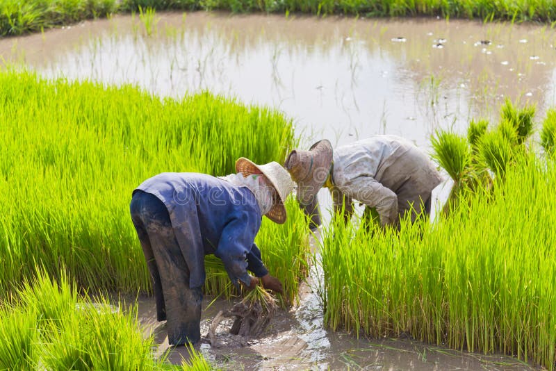 Farmer in rice field stock photo. Image of green, field - 20821322