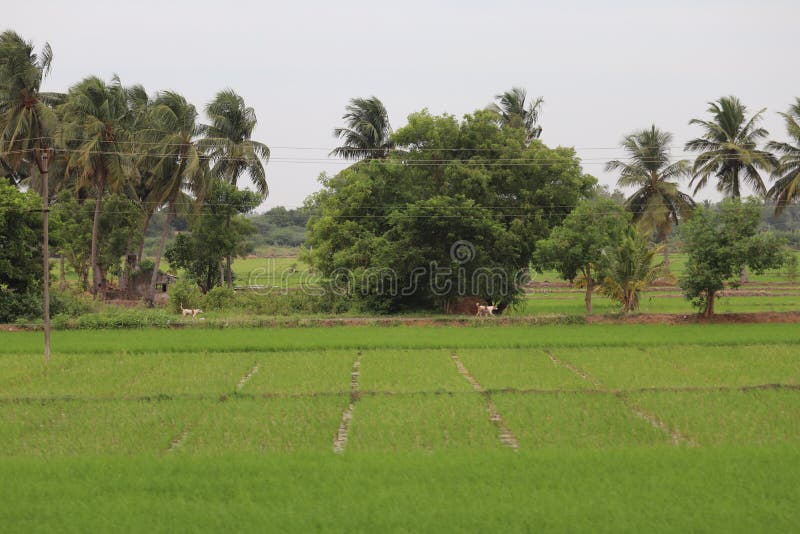 Farmer in Rice Field and C Ount Tree in South Indian Stock Photo ...