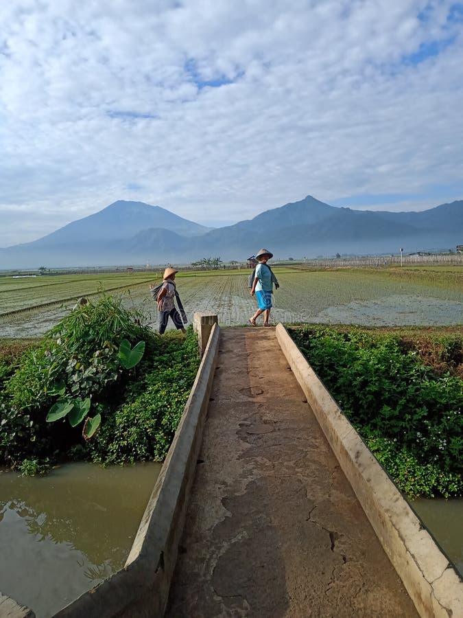 Farmer in Rice Field in Central Java Editorial Stock Photo - Image of ...