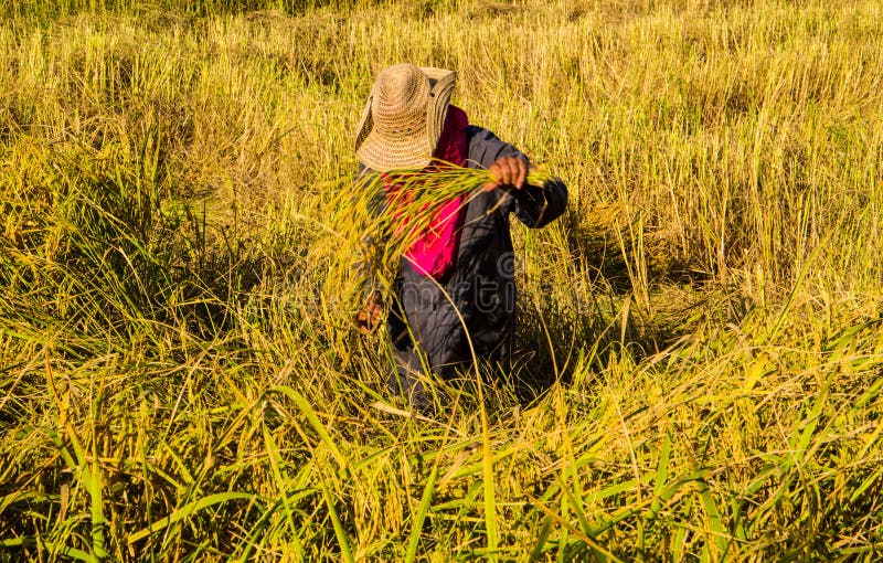 Farmer in the rice field stock image. Image of hands - 35351223