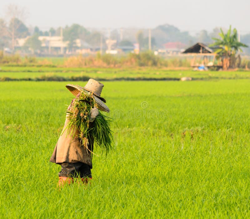 Farmer in Rice Field Thailand Stock Image - Image of china, farmer ...