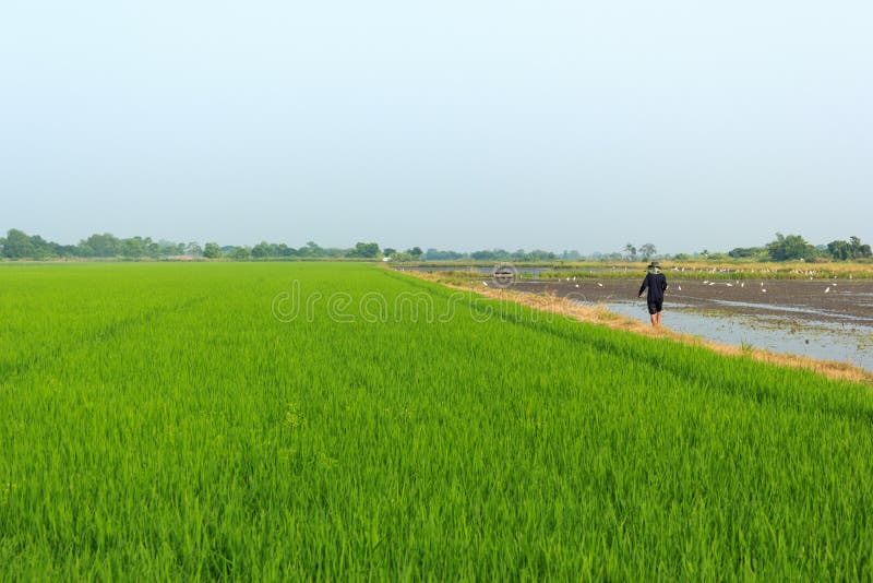Farmer in the rice field stock image. Image of environment - 45326451
