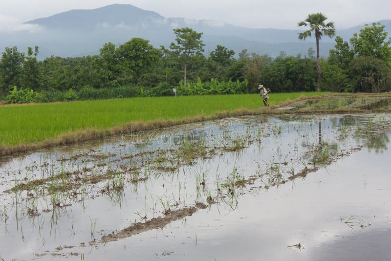 Farmer Rice Field Worker Cutting Grass Stock Photo - Image of equipment ...