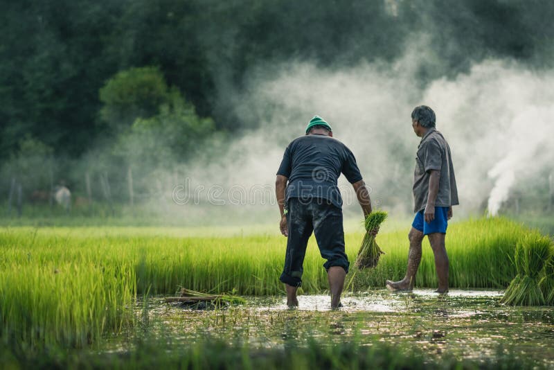 Farmer in rice field editorial image. Image of lifestyle - 162727670