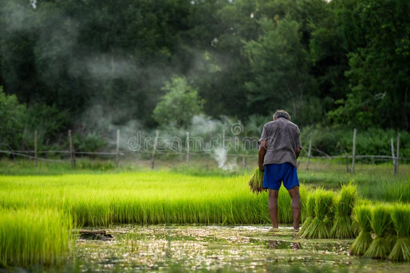 Farmer in rice field editorial stock image. Image of food - 162727759