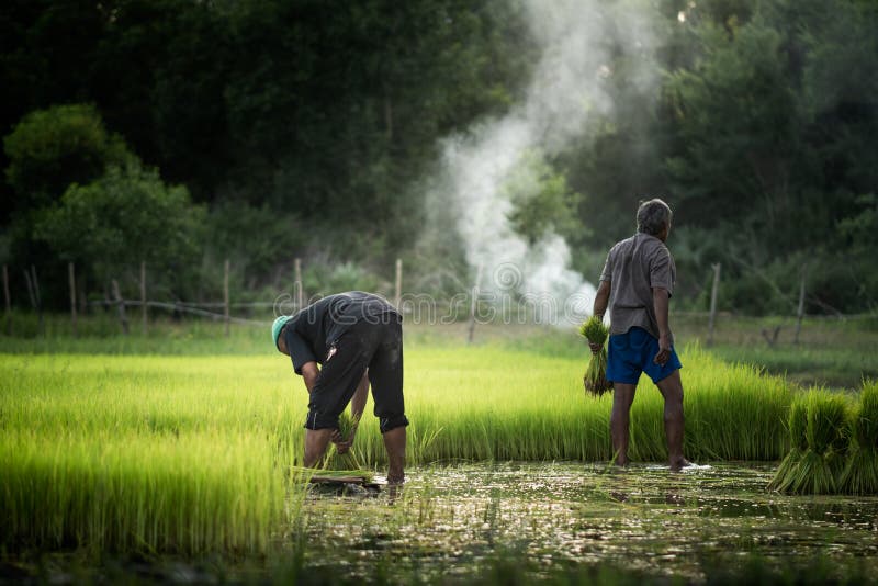 Farmer in rice field editorial photo. Image of farm - 162727771