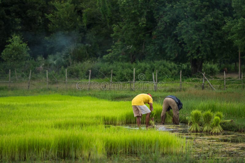 Farmer in rice field stock photo. Image of outdoor, asia - 168624948