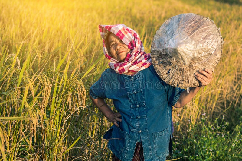 Farmer with rice harvest. stock image. Image of happy - 104639187