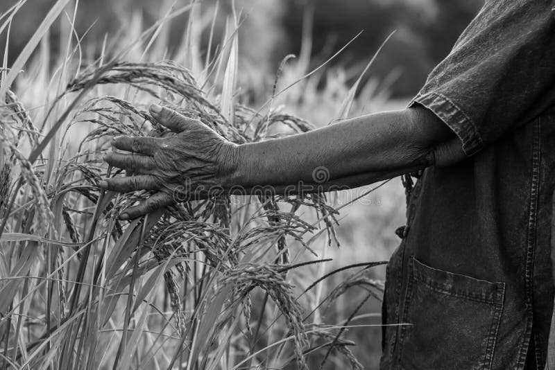 Farmer with rice harvest. stock image. Image of field - 104639213