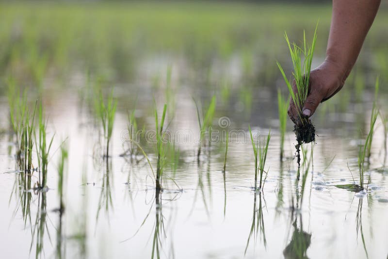 Farmer Rice Planting on Water Stock Photo - Image of lifestyle, grain ...