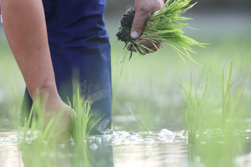 Farmer Rice Planting on Water Stock Image - Image of farm, male: 218586489