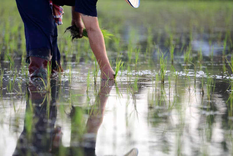 Farmer Rice Planting on Water Stock Image - Image of labor, farmer ...