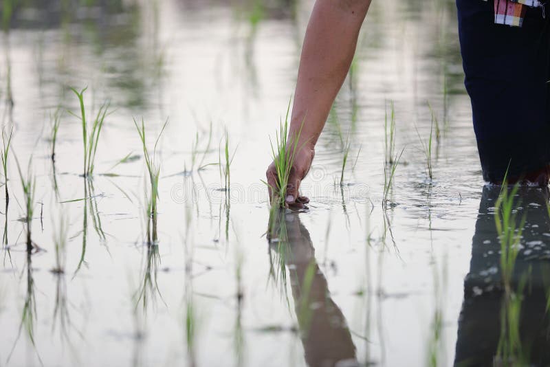 Farmer Rice Planting on Water Stock Image - Image of cultivate, harvest ...