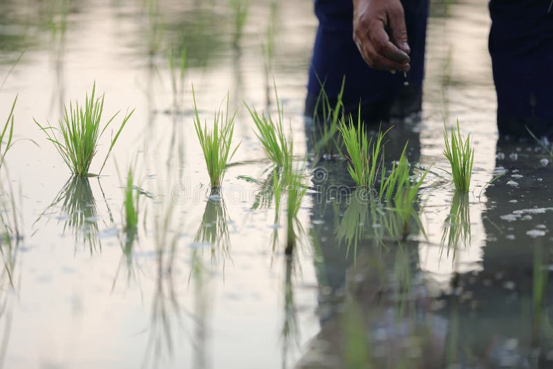 Farmer Rice Planting on Water Stock Image - Image of cereal ...