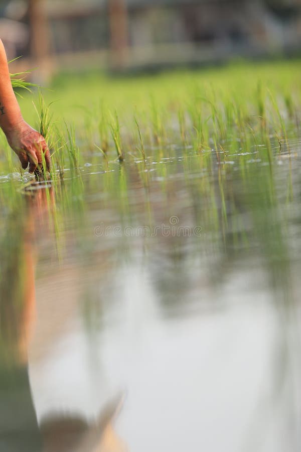 Farmer Rice Planting on Water Stock Photo - Image of male, field: 223515740