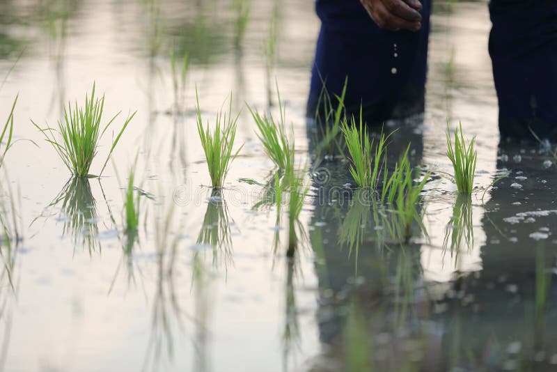 Farmer Rice Planting on Water Stock Image - Image of farming, lifestyle ...
