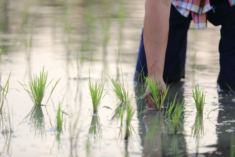 Farmer Rice Planting on Water Stock Photo - Image of outdoor, closeup ...