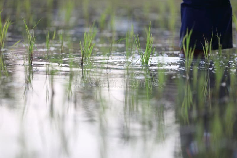 Farmer Rice Planting on Water Stock Photo - Image of beautiful, meadow ...