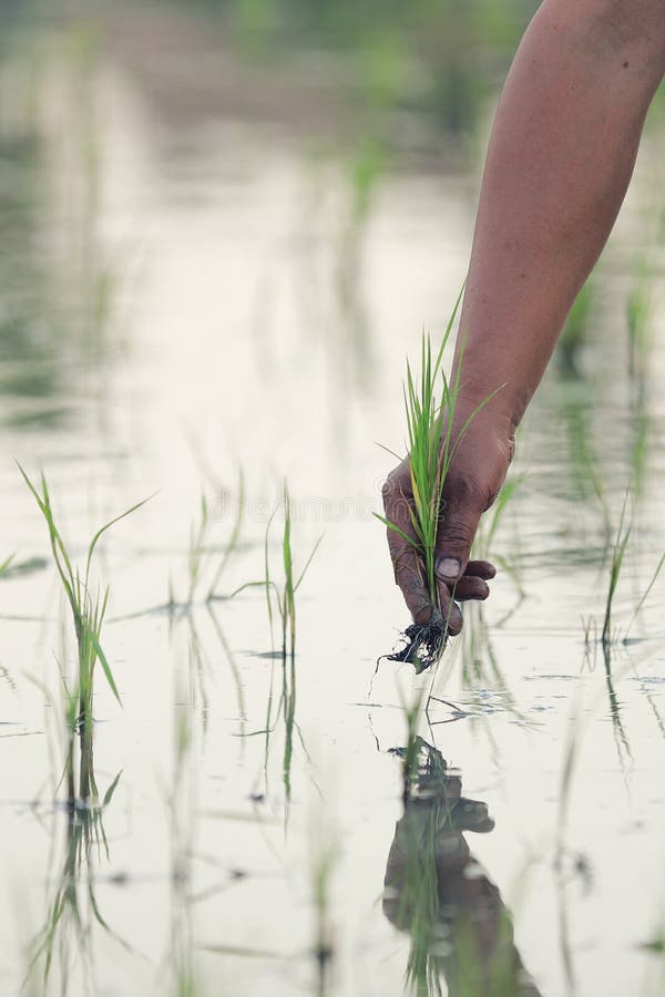 Farmer Rice Planting on Water Stock Photo - Image of field, natural ...