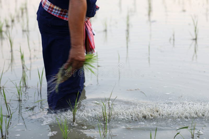 Farmer Rice Planting on Water Stock Image - Image of labor, green ...
