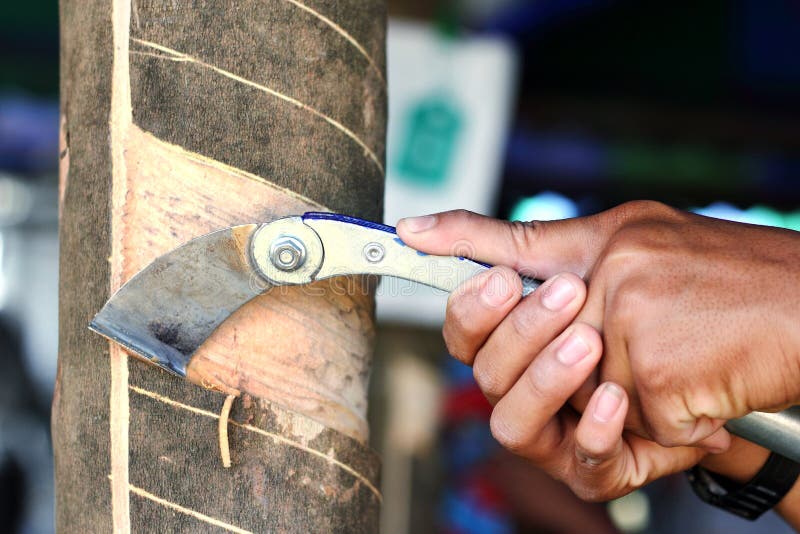Rubber Tapping a Rubber Tree Stock Image - Image of hand, gardener ...
