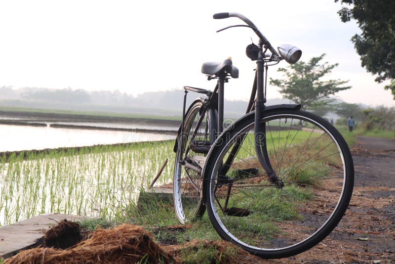 Bicycle in the rice field stock image. Image of people - 33712895