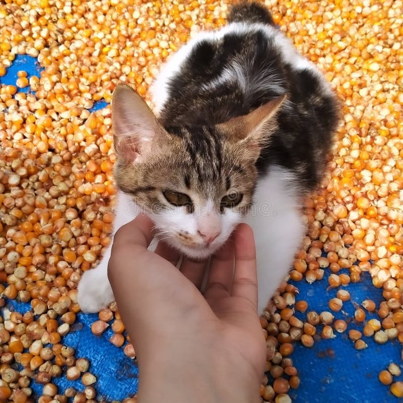 Farmer& X27;s Corn Guard Cat Stock Photo - Image of guarding, corn ...