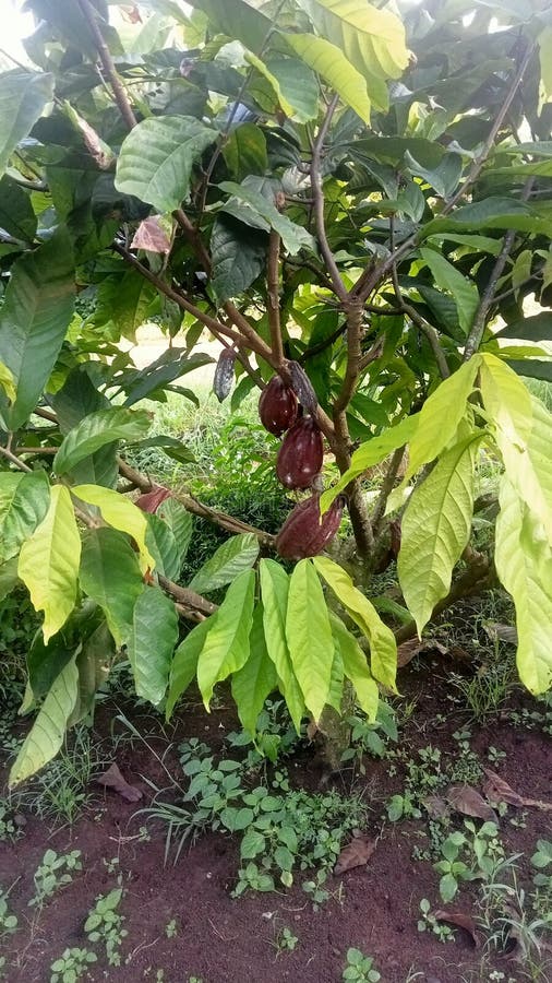 The Farmer& X27;s Favorite Kakau Tree Bears Fruit Stock Photo - Image ...