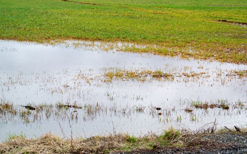 Farmer S Flooded Field after a Heavy Rain Stock Image - Image of ...