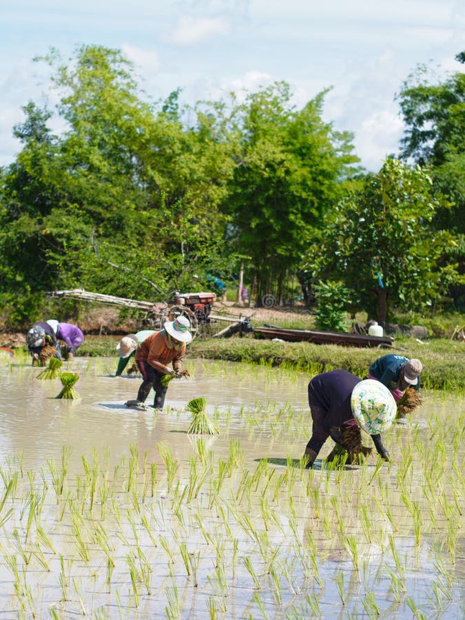 Agricultural in Rice Fields Editorial Image - Image of woman, life ...