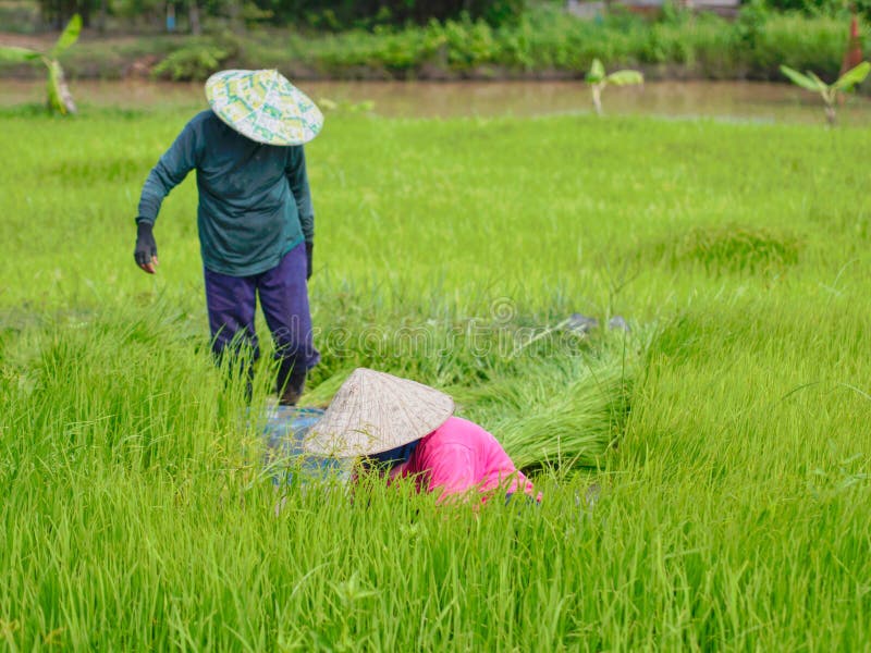 Agricultural in Rice Fields Editorial Image - Image of farming ...