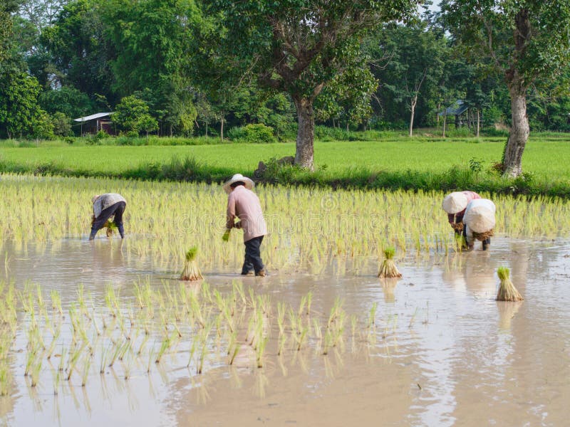 Agricultural in Rice Fields Editorial Stock Image - Image of green ...