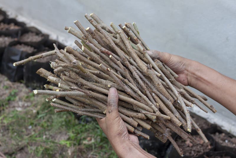 The Farmer`s Hand is a Branch that Will Stem Cutting. Stock Photo ...