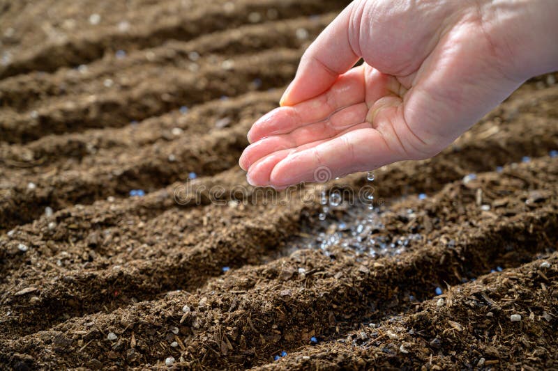 Farmer`s Hand Planting Seed in Soil Stock Image - Image of beginning ...