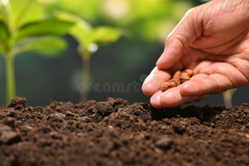 Planting seeds stock photo. Image of cultivated, nature - 69648080