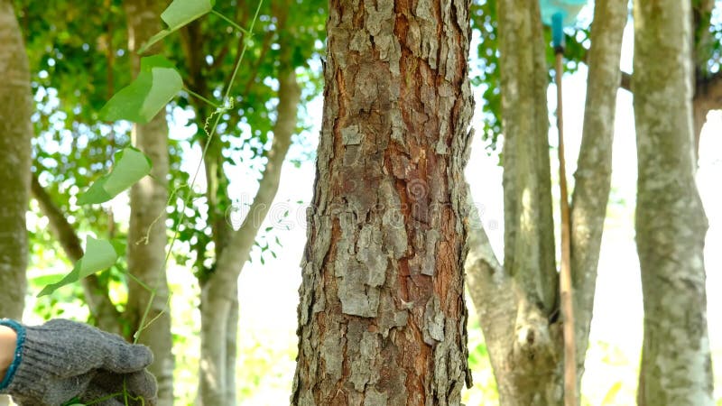 A Farmer S Hand is Pulling Weeds from a Large Tree. Stock Footage ...