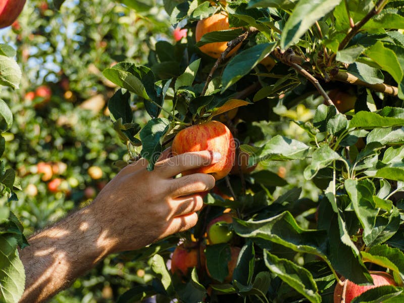 Man Catching Apple Stock Photos - Free & Royalty-Free Stock Photos from ...
