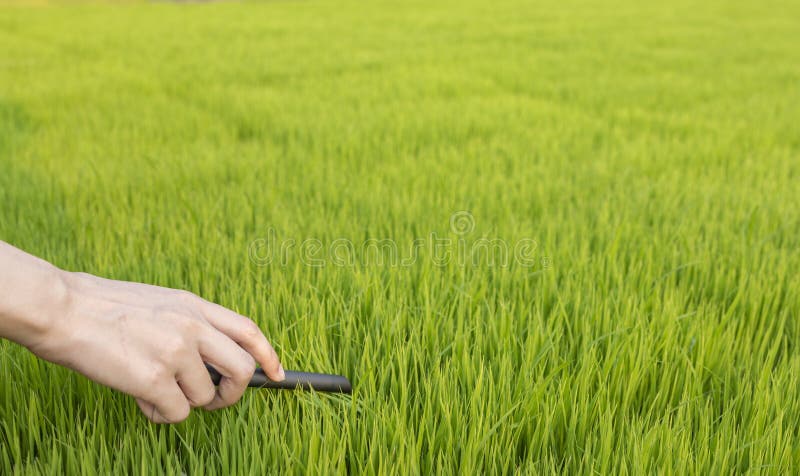Modern Method of Rice Planting. Stock Photo - Image of nature, land ...