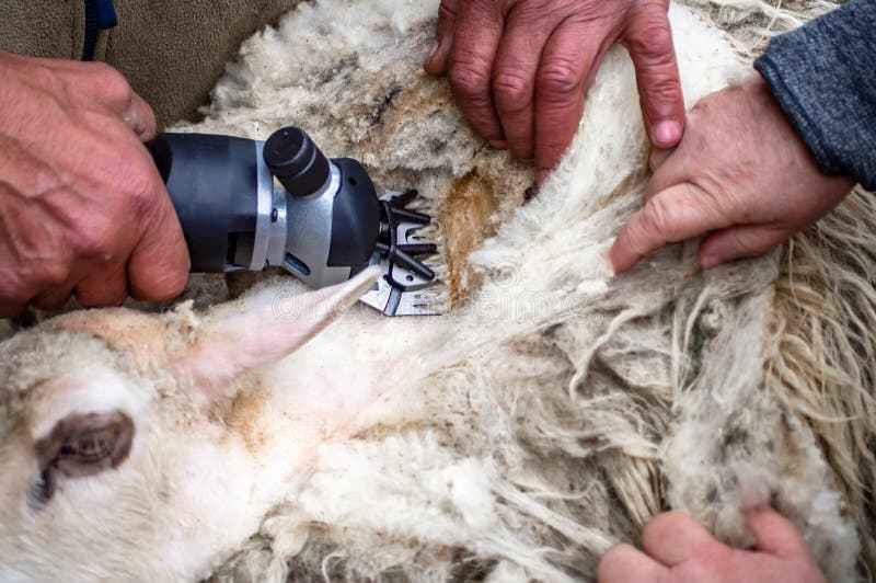 Farmer`s Hands Cutting Sheep`s Wool with Electric Machine. Shearing the ...