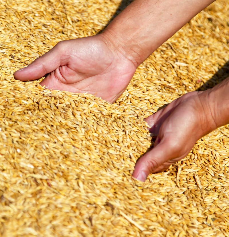 Farmer S Hands Keeping Wheat Harvest. Stock Photo - Image of culture ...