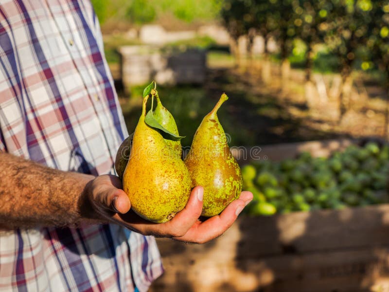 Pears at the Farmer`s Market Stock Image - Image of food, farmers ...