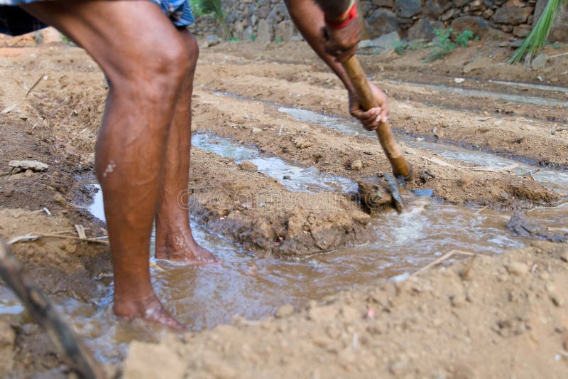 Farmers Working in Rice Fields during Rainy Season Stock Image - Image ...
