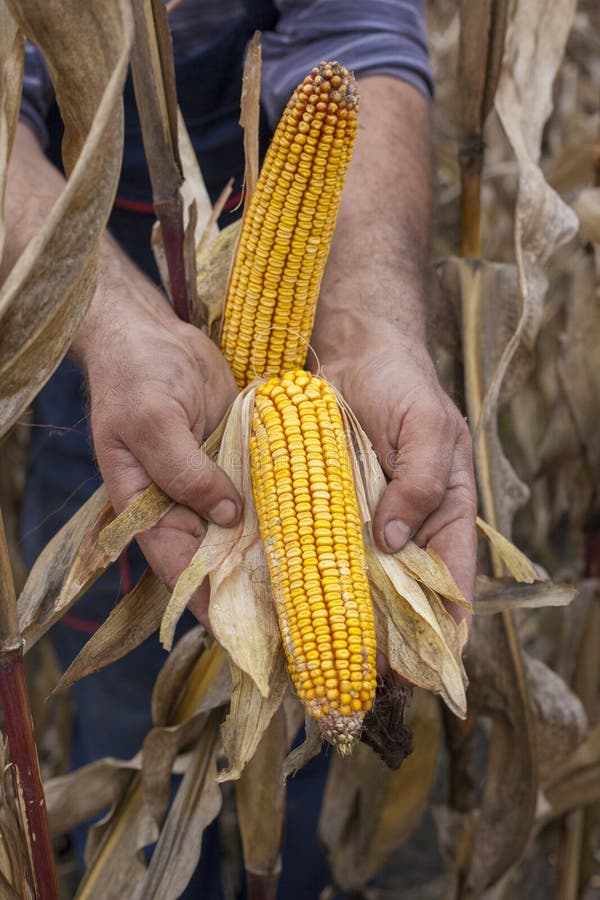 Hands Showing Beautiful Corn Maize Ear Stock Photo - Image of nutrition ...