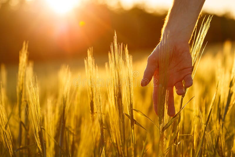 Farmer`s Hands Examining Crops in the Sunset Light Stock Photo - Image ...