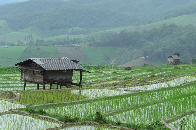 The farmer s hut stock photo. Image of farm, land, growth - 57940858