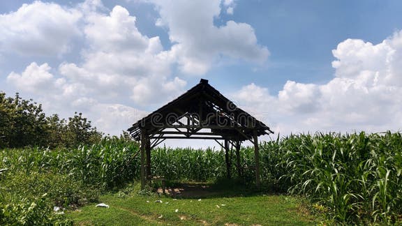 Farmer& X27;s Hut in the Middle of a Corn Field Stock Photo - Image of ...