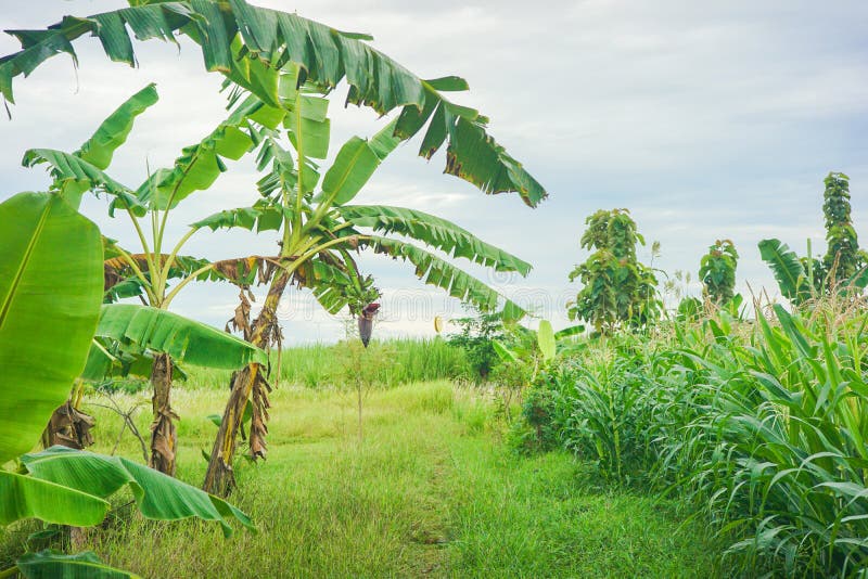 Farmer& X27;s Land Overgrown with Banana and Corn Trees Stock Photo ...