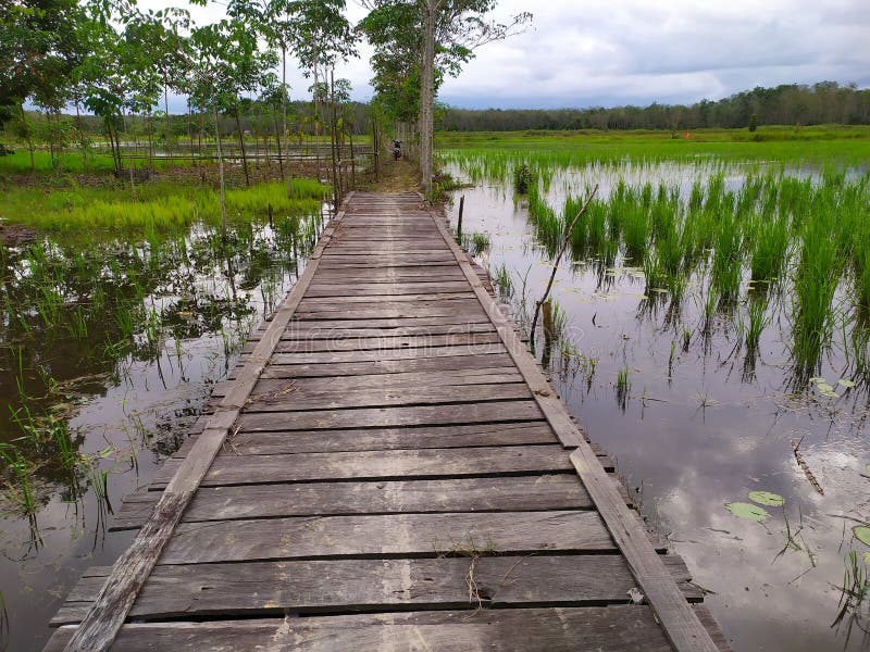 Farmer S Pedestrian Bridge in the Rice Fields Stock Image - Image of ...