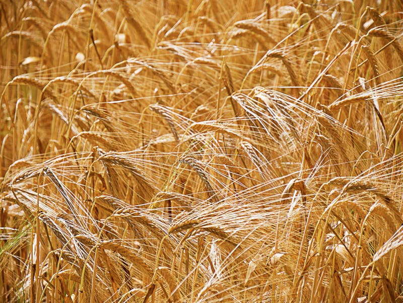 Farmer`s wheat crop stock photo. Image of food, seeds - 107813894
